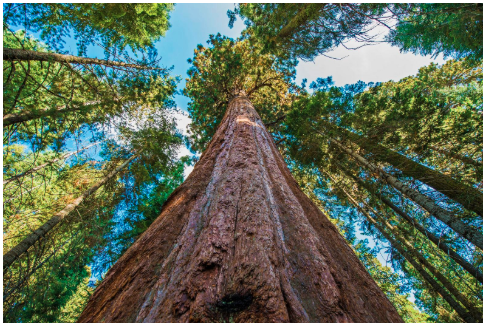 Trees that have broken records – PascalGatter.Com